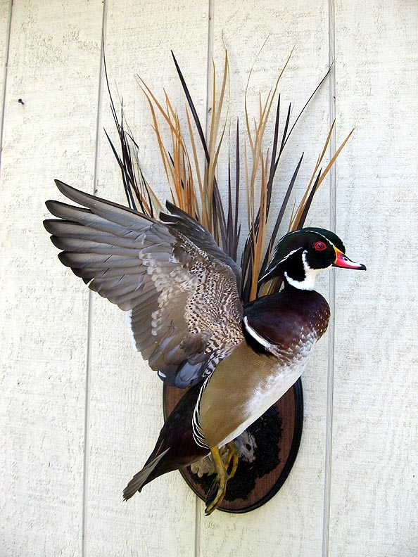 Taxidermy Gallery at Mounted Memories Taxidermy | CA Waterfowl ...